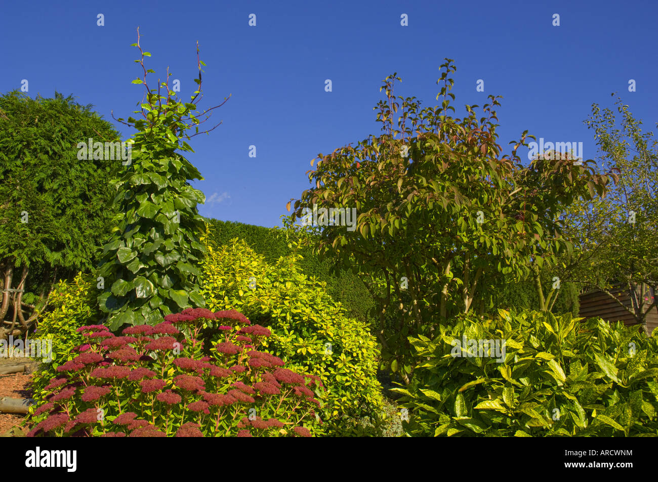 Premier plan Sedum spectabile, :S.Ivy. Hedra variegata sur arbre ...