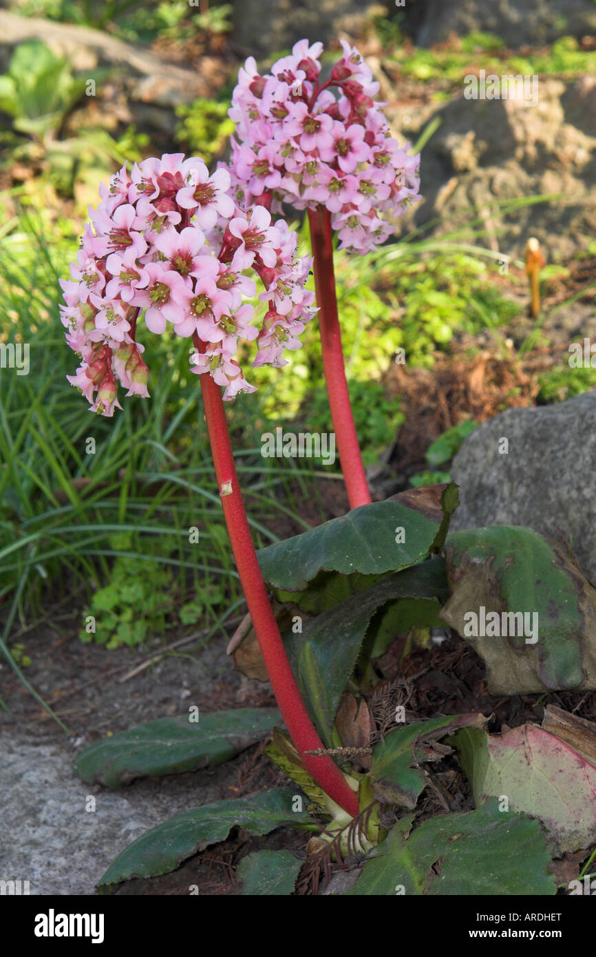 Bergenia stracheyi Banque de photographies et d’images à haute ...