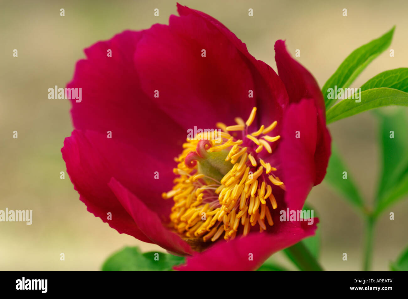 Paeonia officinalis Banque de photographies et d’images à haute ...