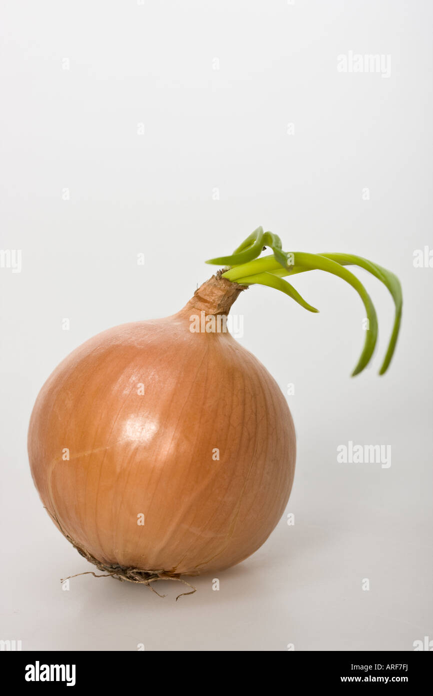 Gros plan de la germination germée entière oignon de devant personne ...