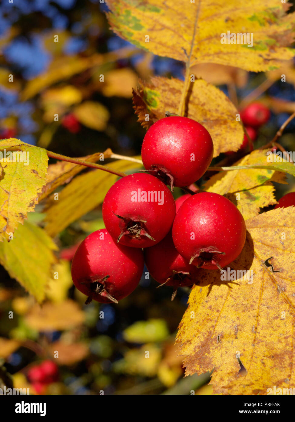 Crataegus species Banque de photographies et d’images à haute ...
