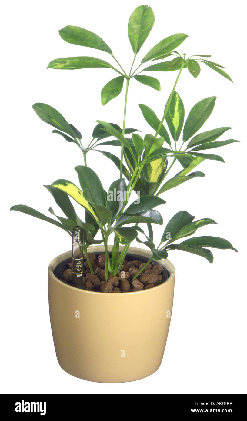 Schefflera nain Banque de photographies et d’images à haute résolution ...