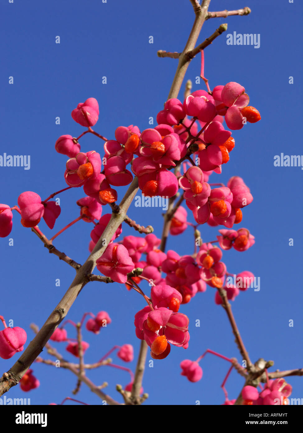 Arbre fusain euonymus Banque de photographies et d’images à haute ...