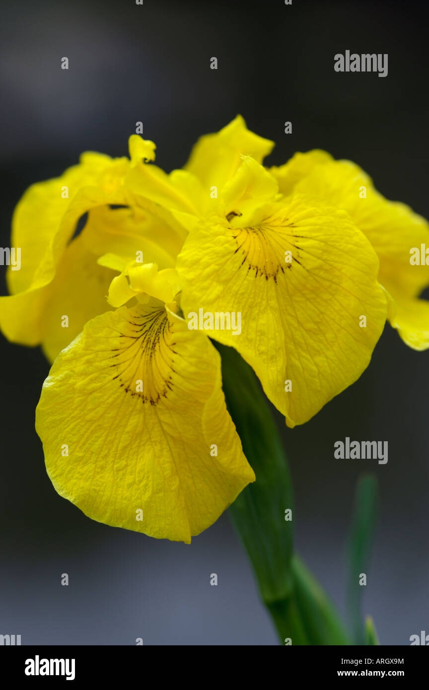 Flag iris Banque de photographies et d’images à haute résolution - Alamy