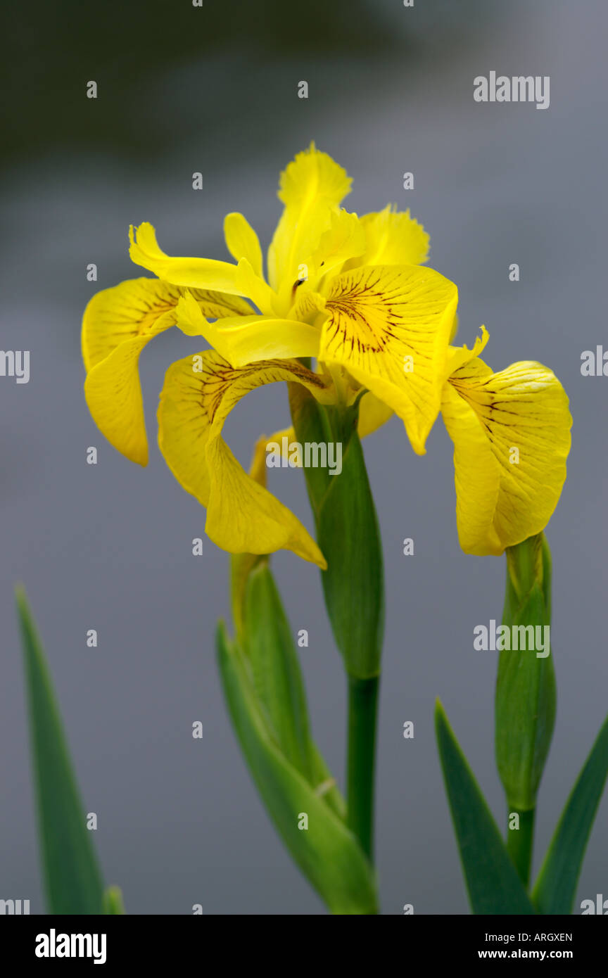 Flag iris Banque de photographies et d’images à haute résolution - Alamy