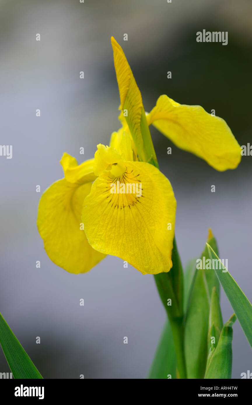 Flag iris Banque de photographies et d’images à haute résolution - Alamy