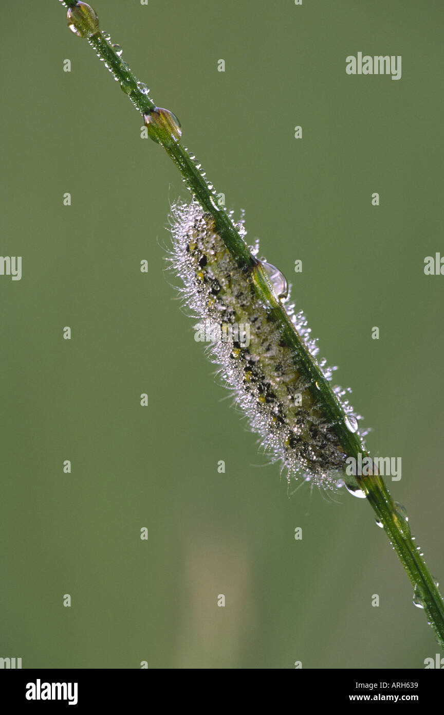 Caterpillar unknown Banque de photographies et d’images à haute ...