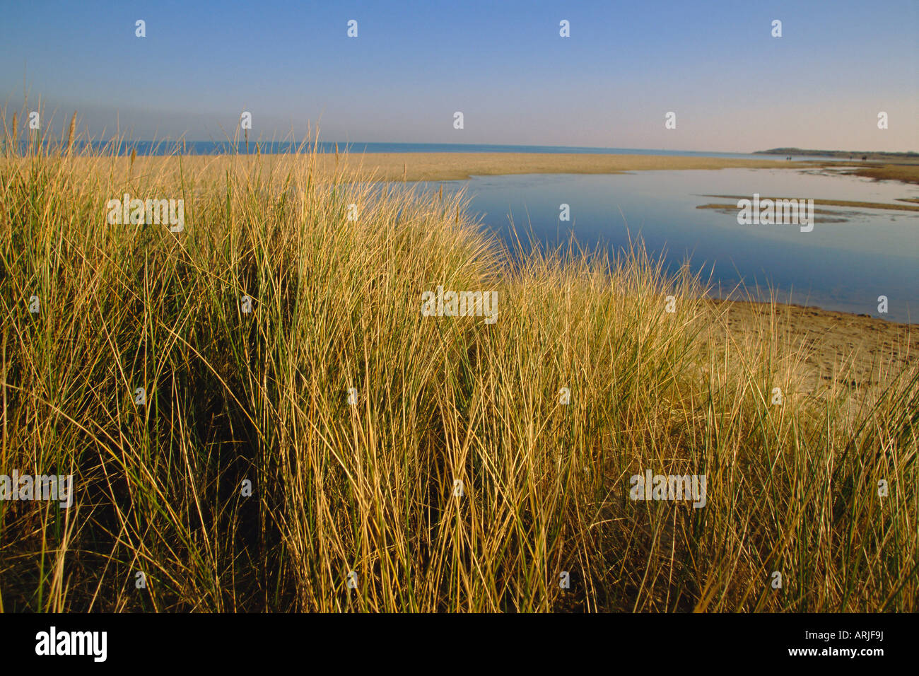 Shell bay Banque de photographies et d’images à haute résolution - Alamy