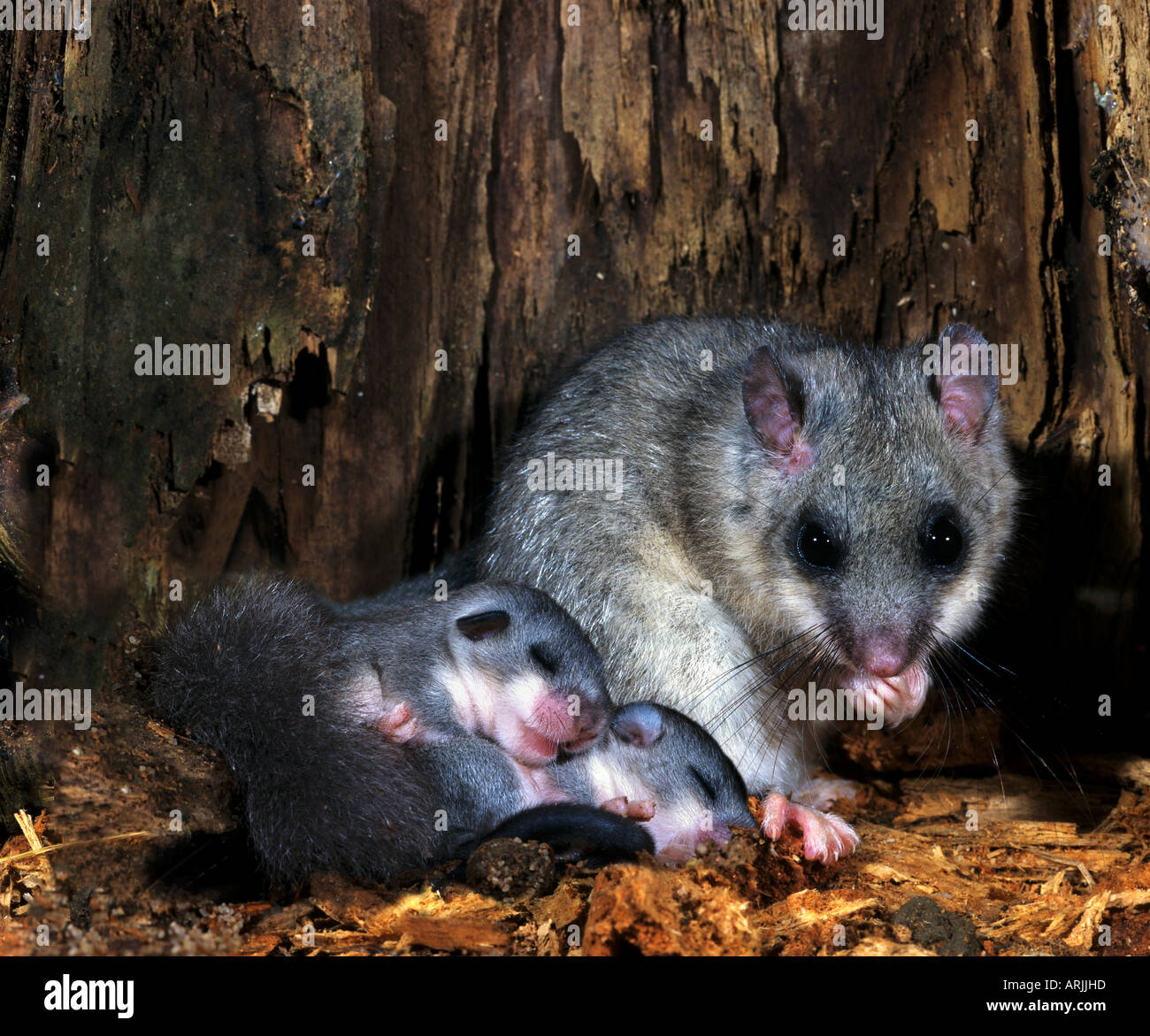 Loir commun comestible Banque de photographies et d’images à haute ...