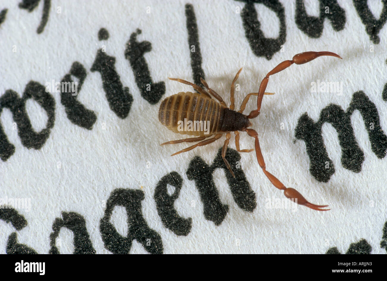 Maison pseudoscorpion chelifer cancroides Banque de photographies et d ...