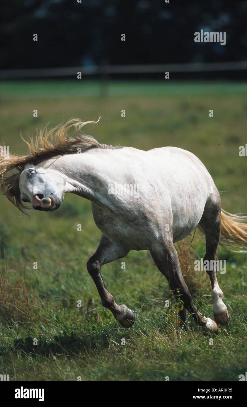 Posture du cheval Banque de photographies et d’images à haute ...