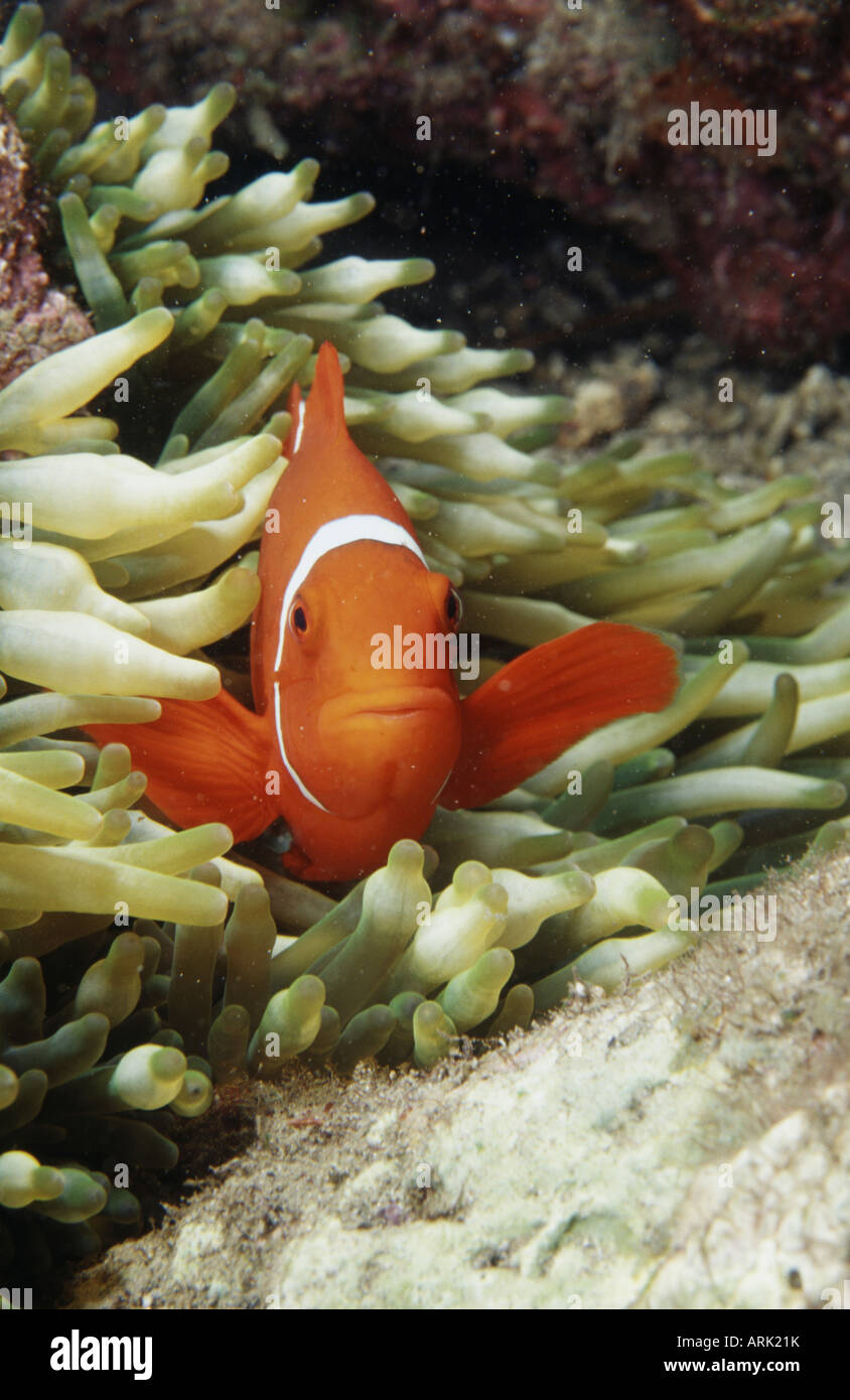 Colonne vertébrale joue poisson clown (Premnas biaculeatus) qui se ...