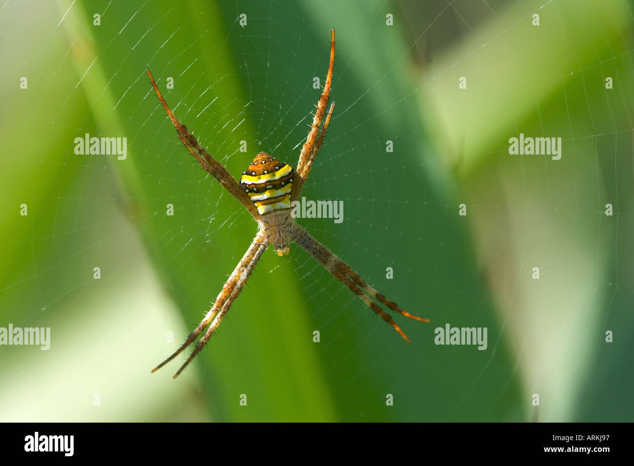 Trapdoor spiders ctenizidae Banque de photographies et d’images à haute ...