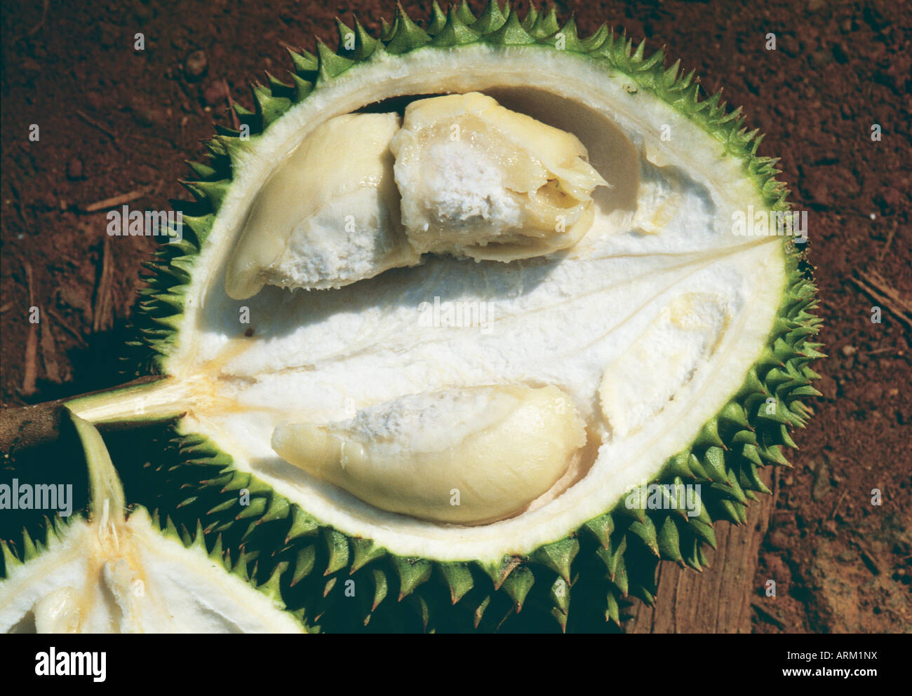 Graines de durian Banque de photographies et d’images à haute ...