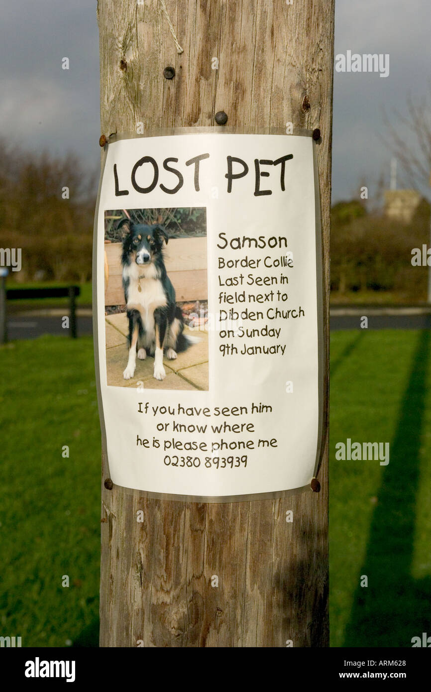 Affiche d'un animal perdu chien attaché à poteau télégraphique Photo ...