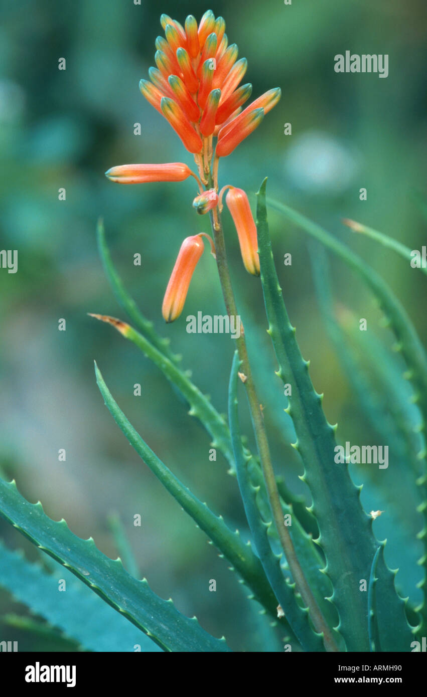 Dawes aloe Banque de photographies et d’images à haute résolution - Alamy