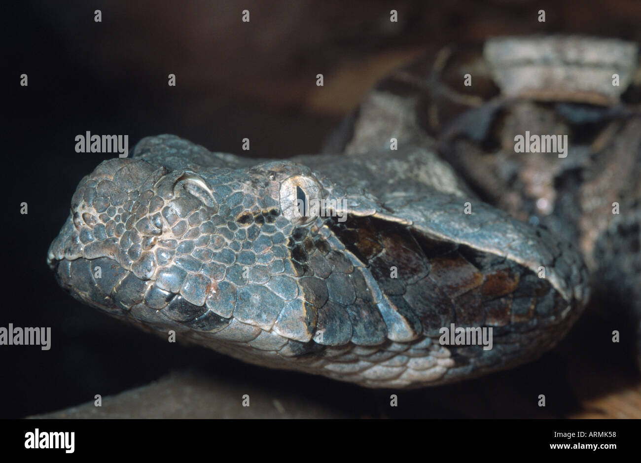 Bitis gabonica gabonica Banque de photographies et d’images à haute ...