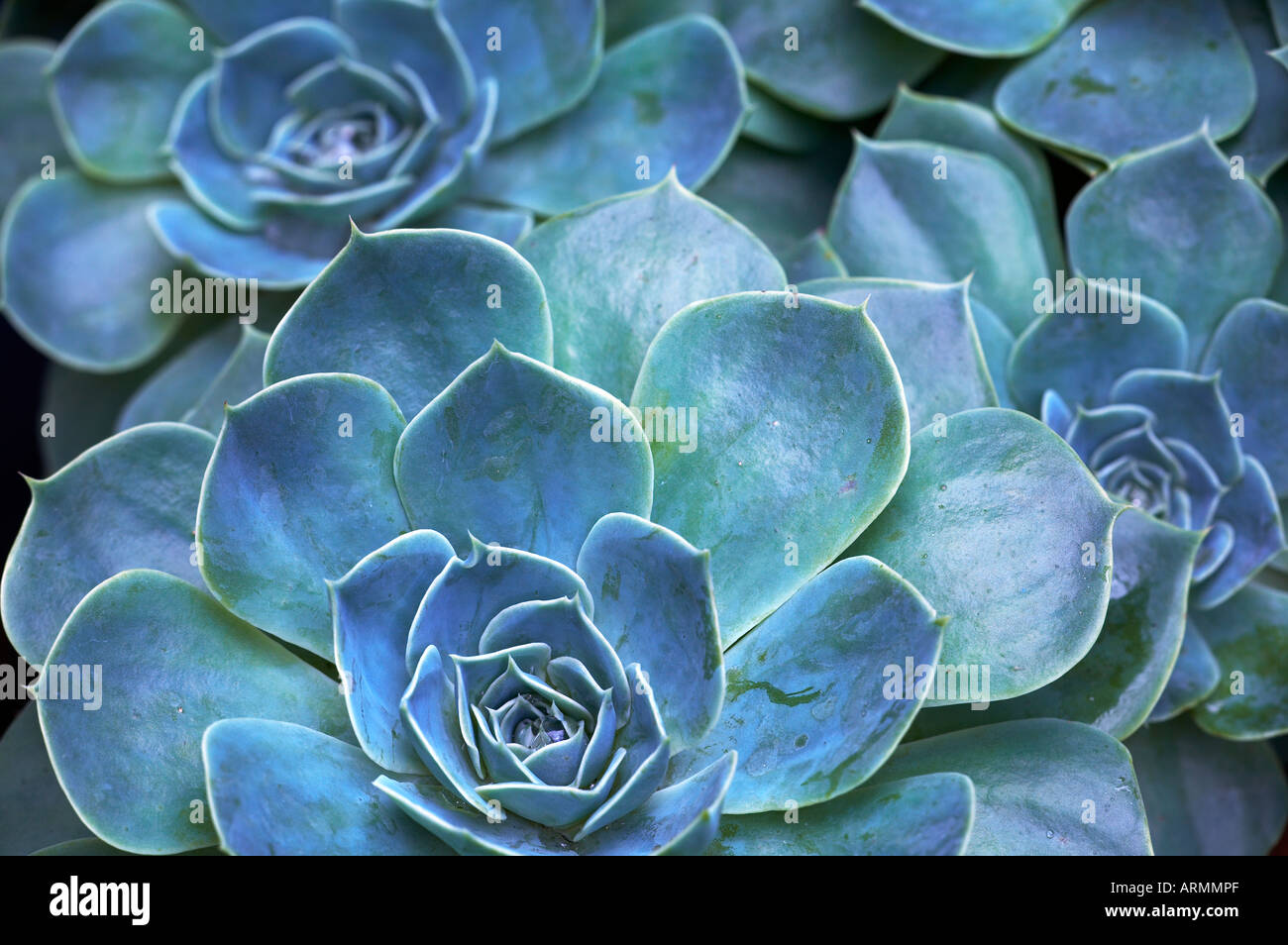 Echeveria glauca Banque de photographies et d’images à haute résolution - Alamy