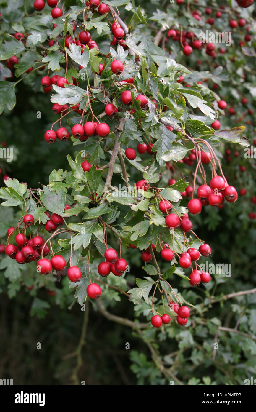 Crataegus monogyna feuille d'automne Banque de photographies et d ...