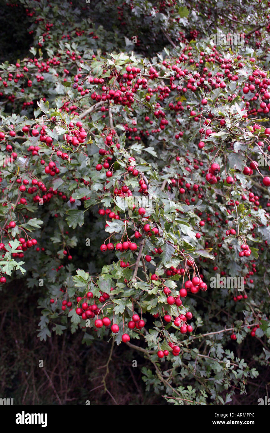 Crataegus monogyna feuille d'automne Banque de photographies et d ...