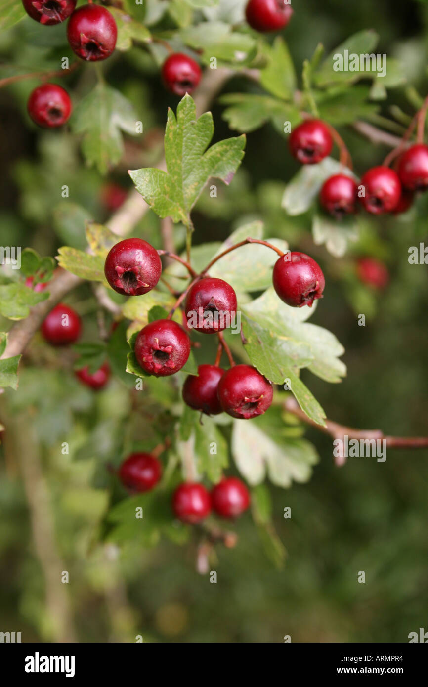 Crataegus monogyna feuille d'automne Banque de photographies et d ...