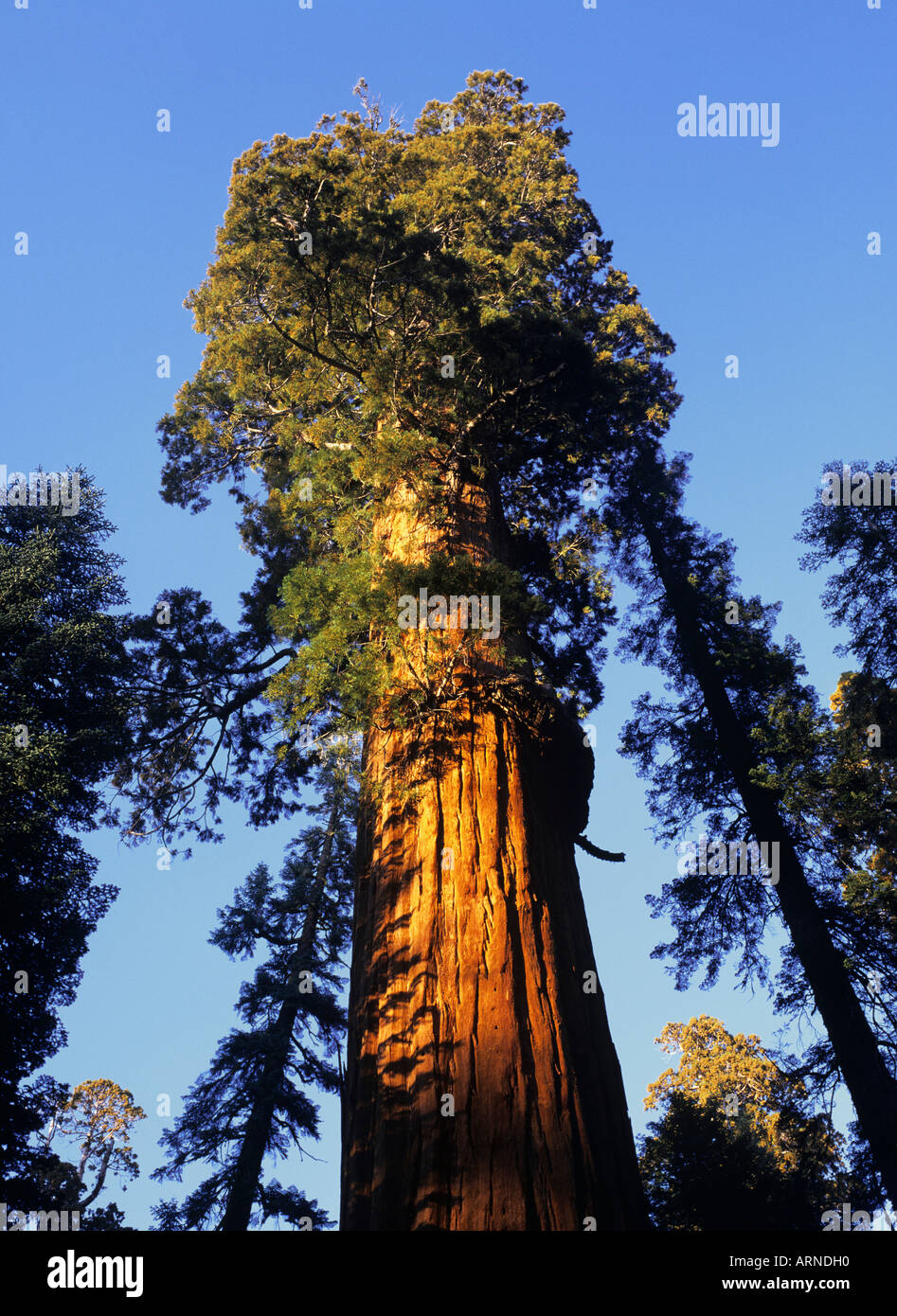 General sherman giant sequoia sequoiadendron Banque de photographies et ...