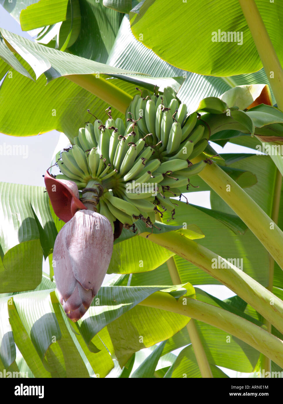 Musa species Banque de photographies et d’images à haute résolution - Alamy