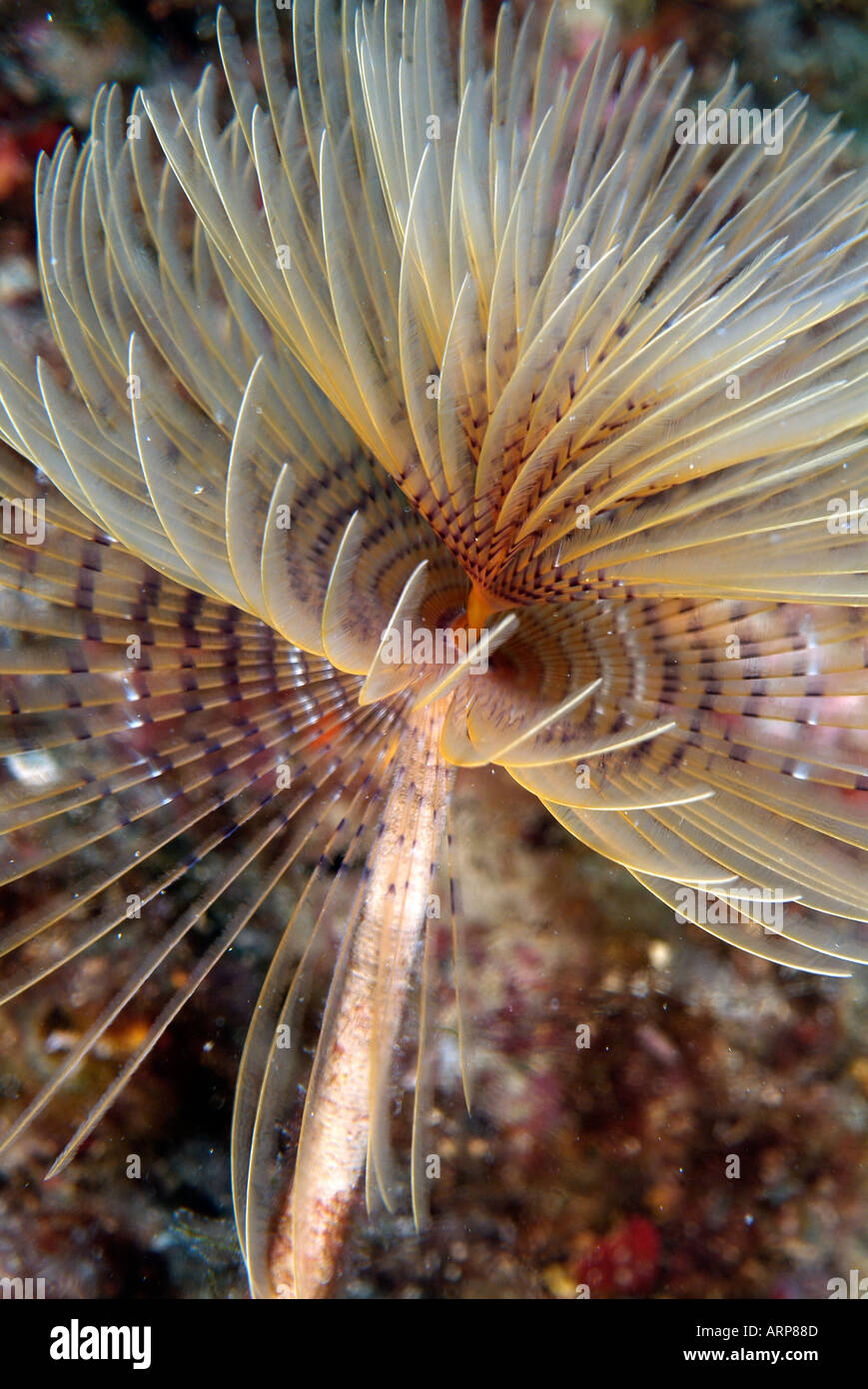 La vie dans la mer Méditerranée ver ver à tube en spirale du ...