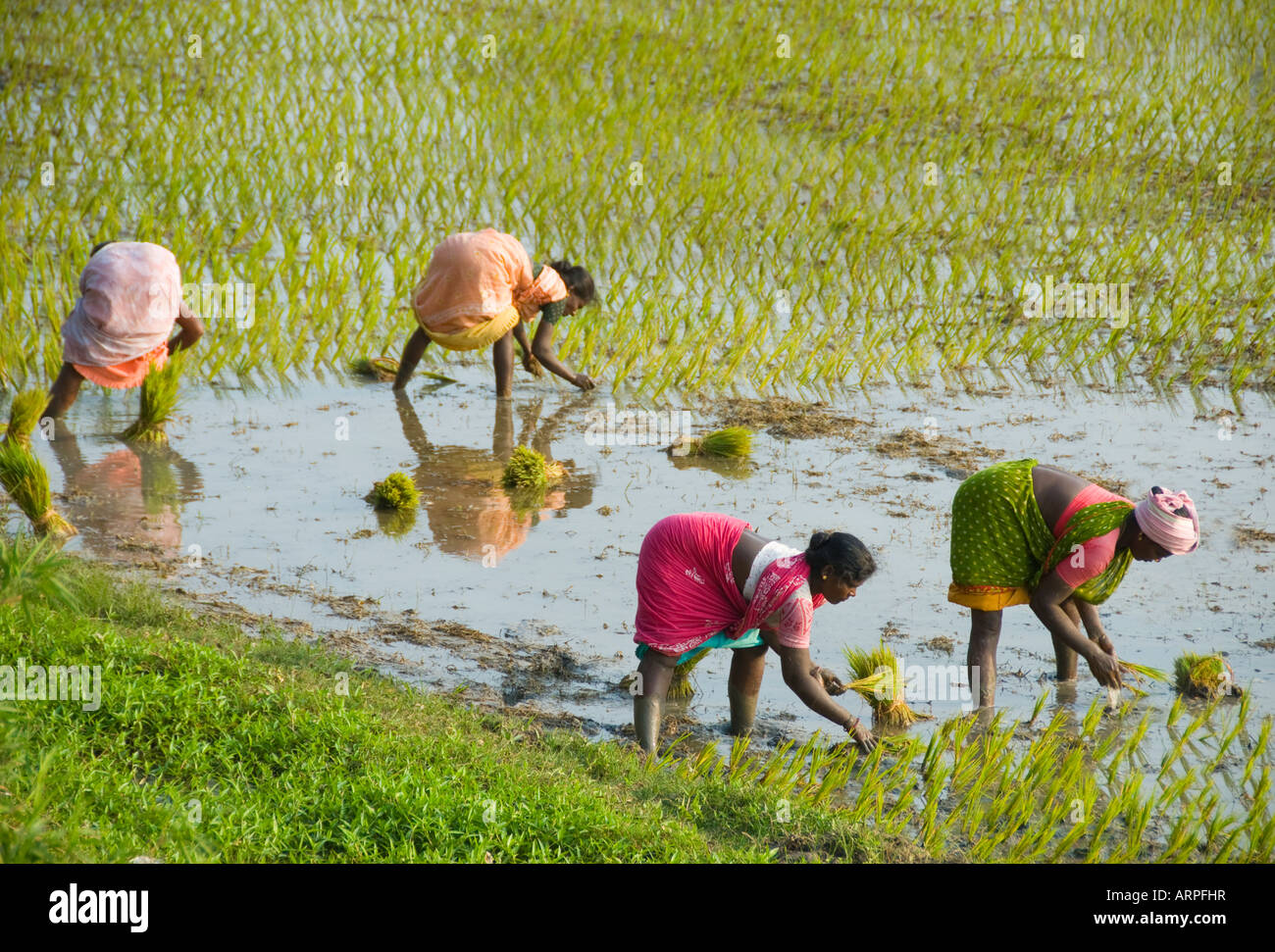 Les femmes le repiquage du riz sur une rizière en Inde du Sud Photo ...