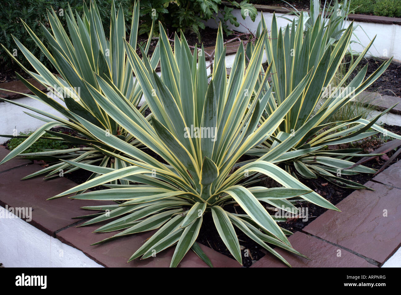 Agave americana variegata dans jardin conçu par Tim Wallis de l ...