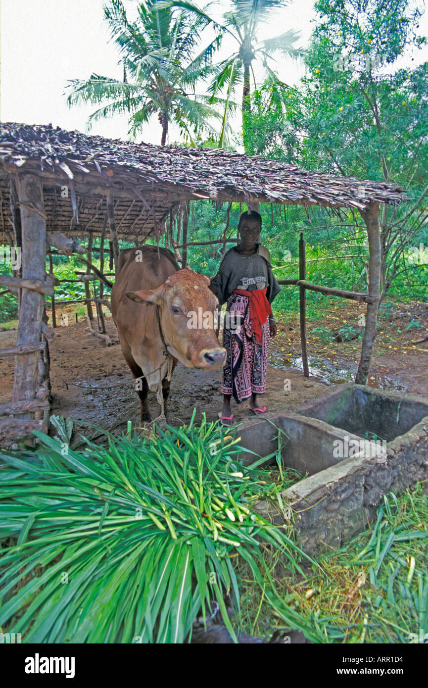 Afrique KENYA KALIFI kényane avec tissu kanga traditionnels en fourrage ...