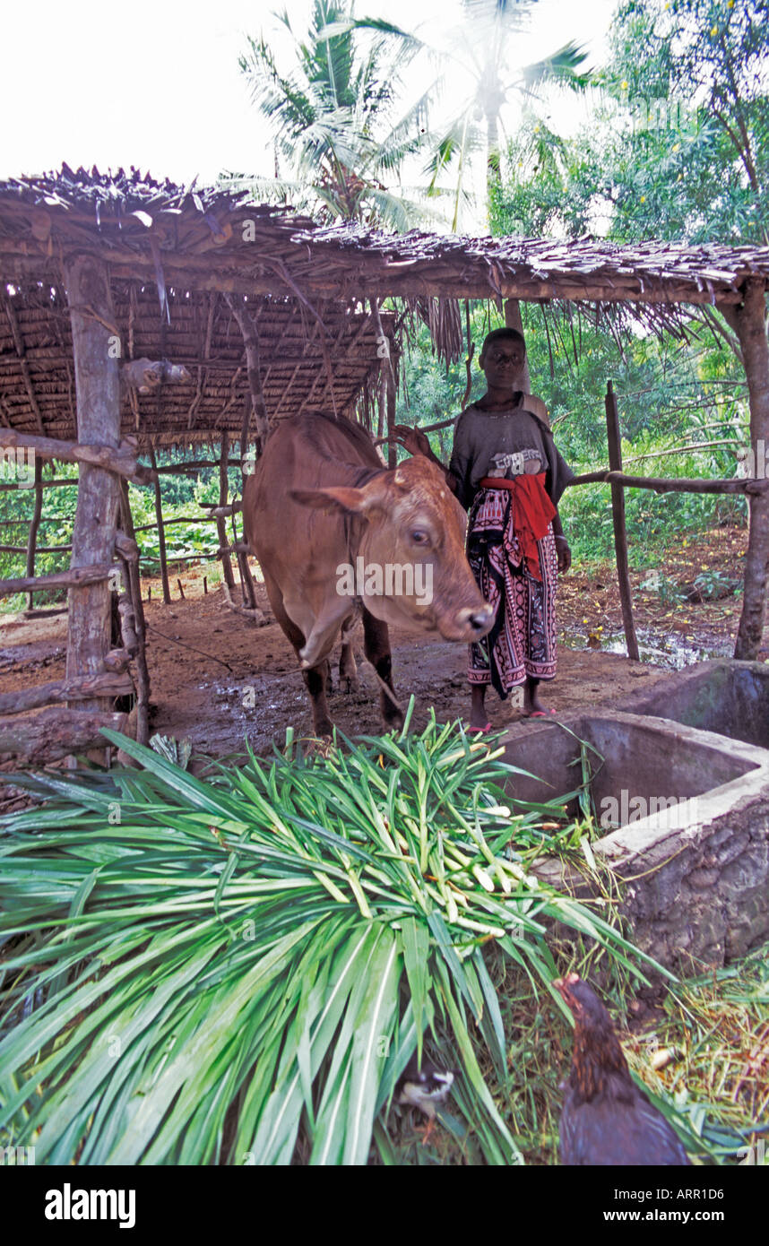 Afrique KENYA KALIFI kényane avec tissu kanga traditionnels en fourrage ...