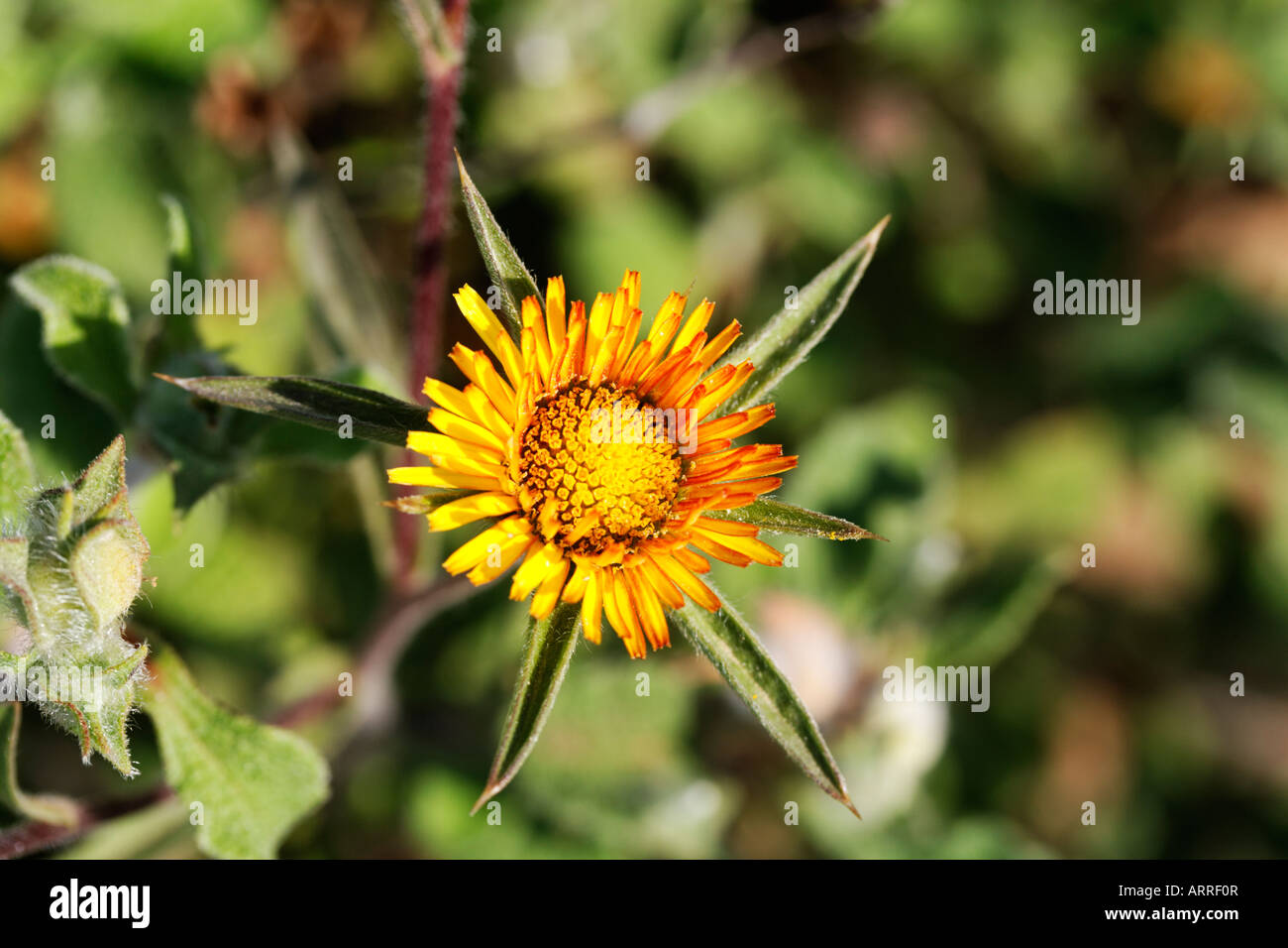 Asteriscus spinosus Banque de photographies et d’images à haute résolution - Alamy
