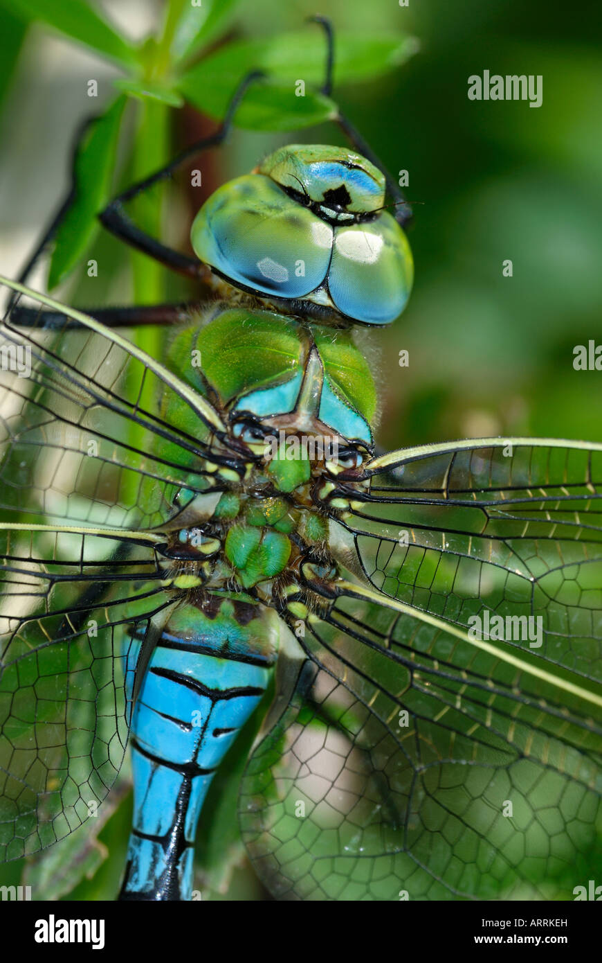 La libellule empereur Banque de photographies et d’images à haute résolution - Alamy