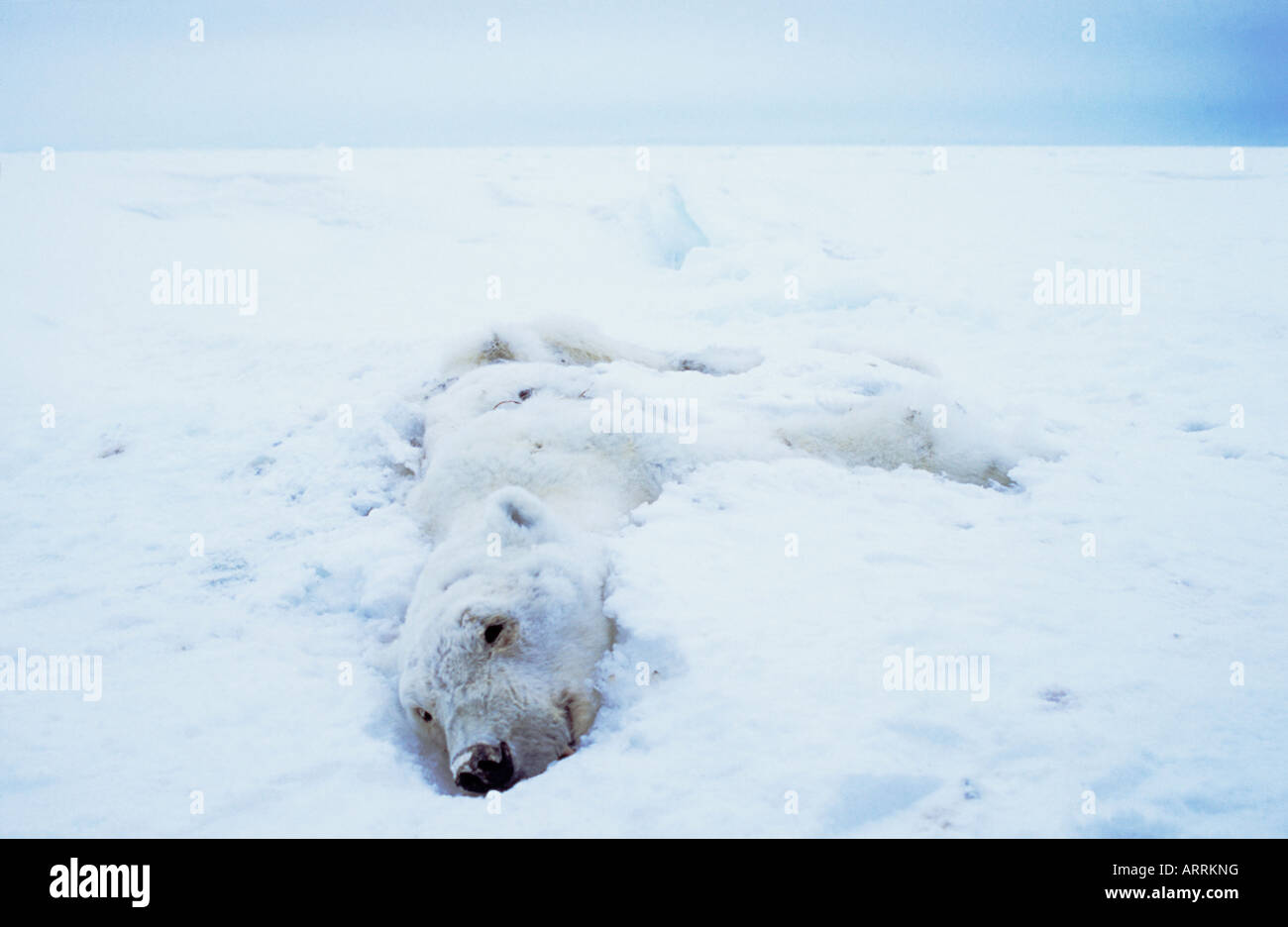 Dead polar bear Banque de photographies et d’images à haute résolution ...
