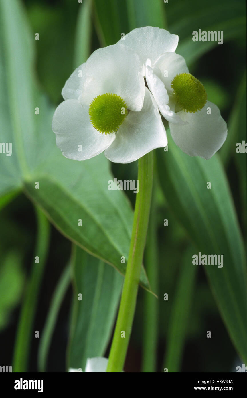Sagittaria latifolia Banque de photographies et d’images à haute ...