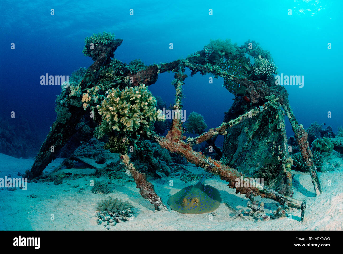 Calypso cousteau Banque de photographies et d’images à haute résolution ...