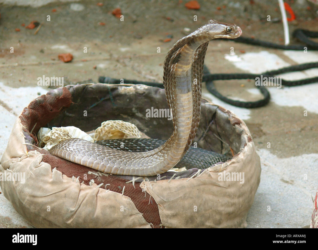 King cobra fangs Banque de photographies et d’images à haute résolution ...