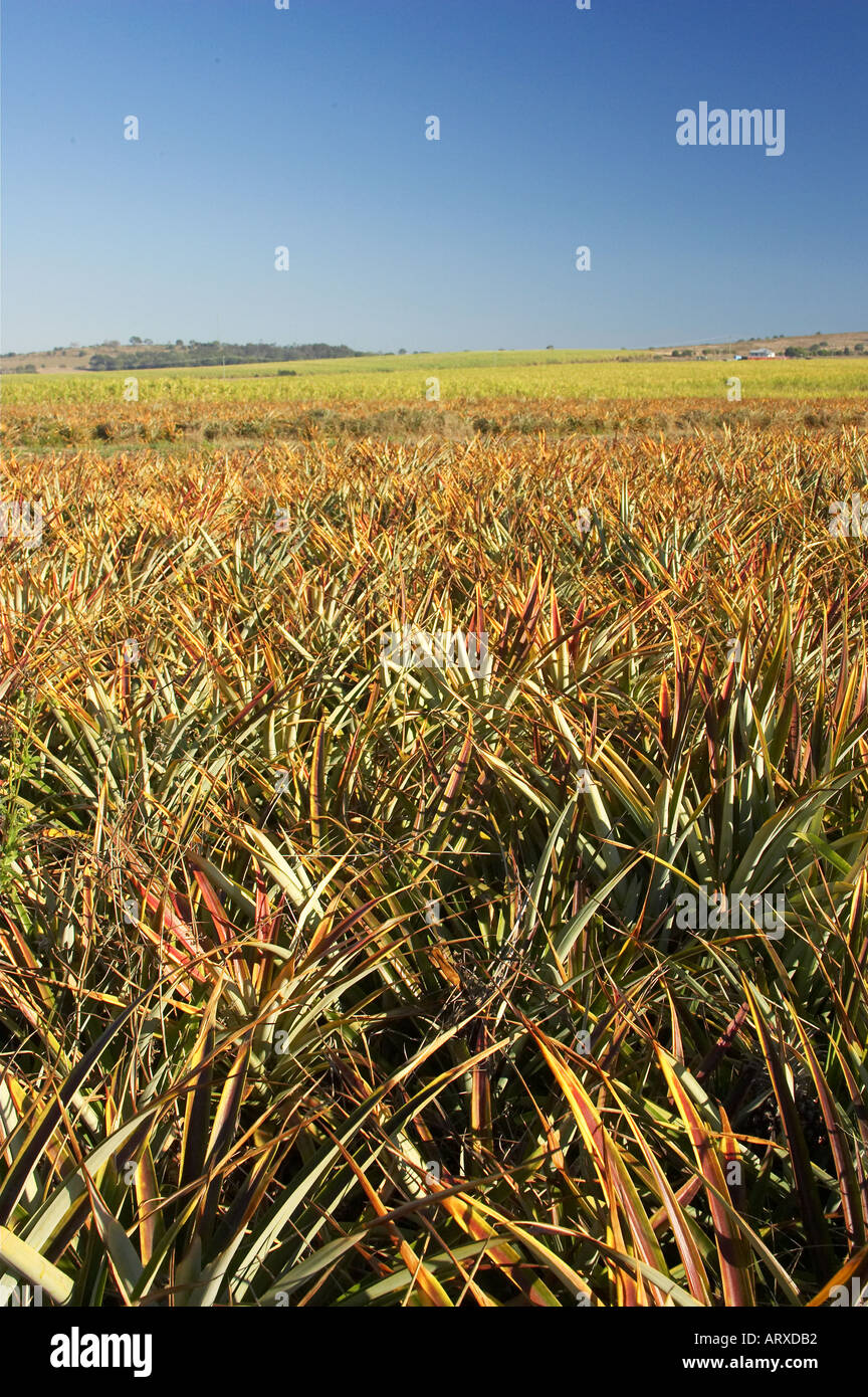 Queensland sugarcane Banque de photographies et d’images à haute ...
