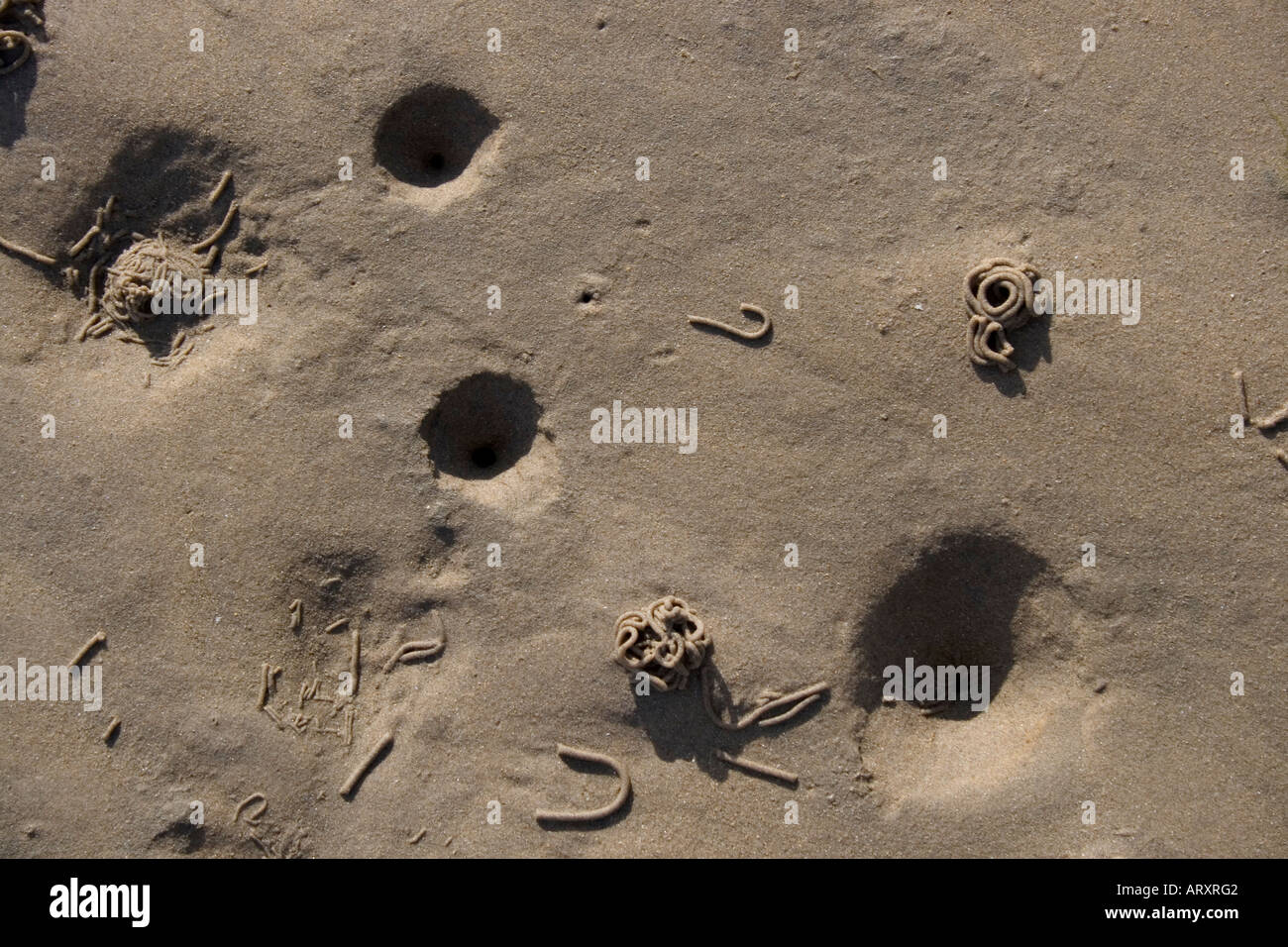 Moulages en ver des sables bitumineux estuaire boueux Blackpool ...