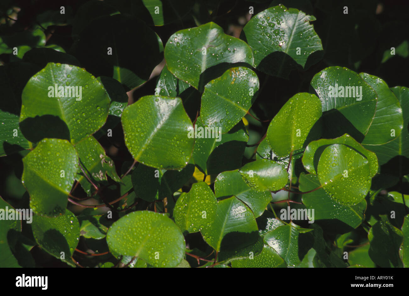 Olapa hula Banque de photographies et d’images à haute résolution - Alamy