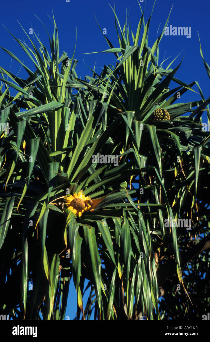 Pandanus fruit pandanus utilis Banque de photographies et d’images à ...