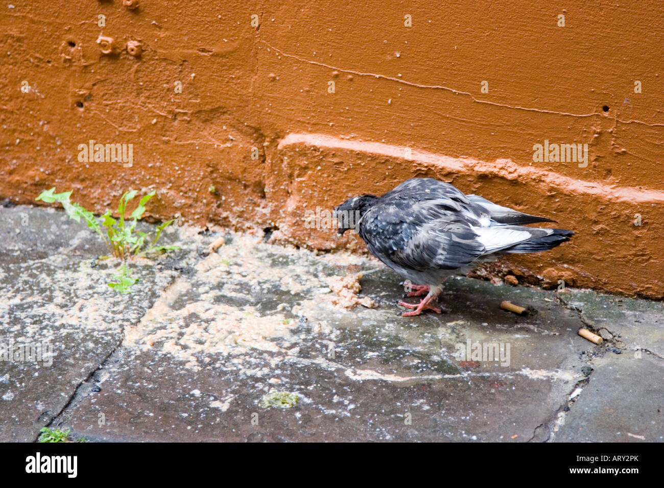 Pigeon malade Banque de photographies et d’images à haute résolution ...