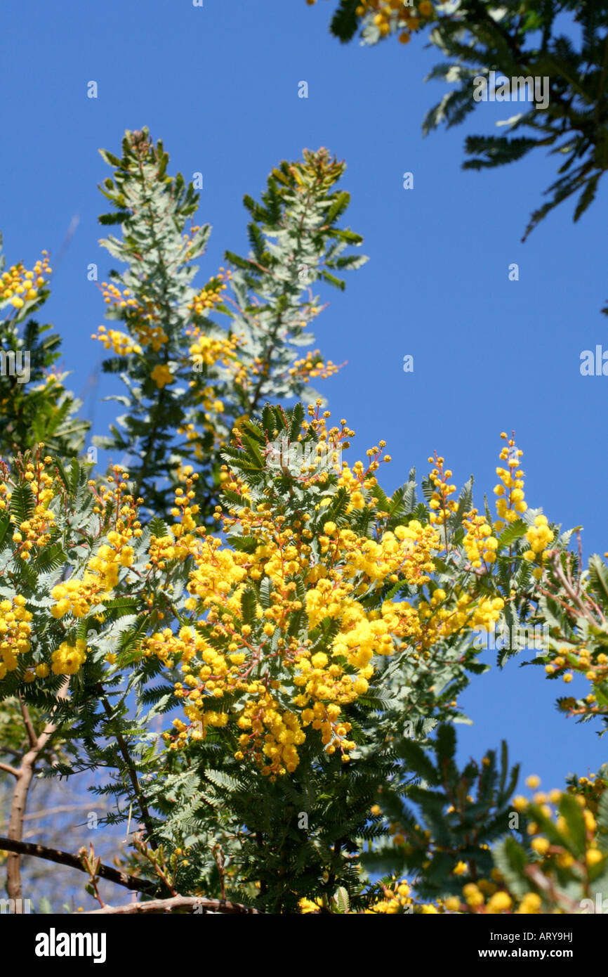 Acacia baileyana Banque de photographies et d’images à haute résolution ...