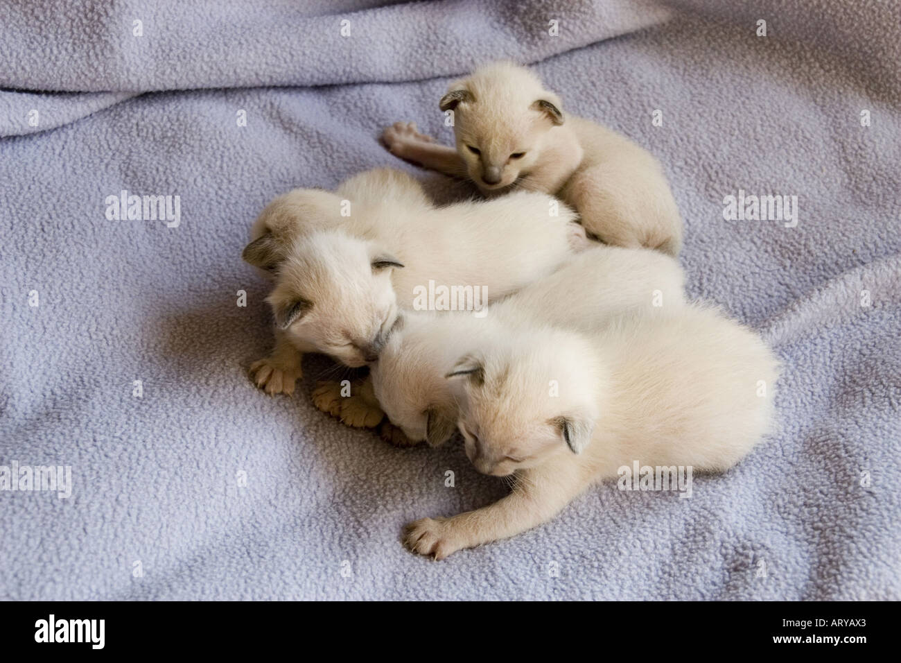 Chaton de deux semaines Banque de photographies et d’images à haute résolution - Alamy