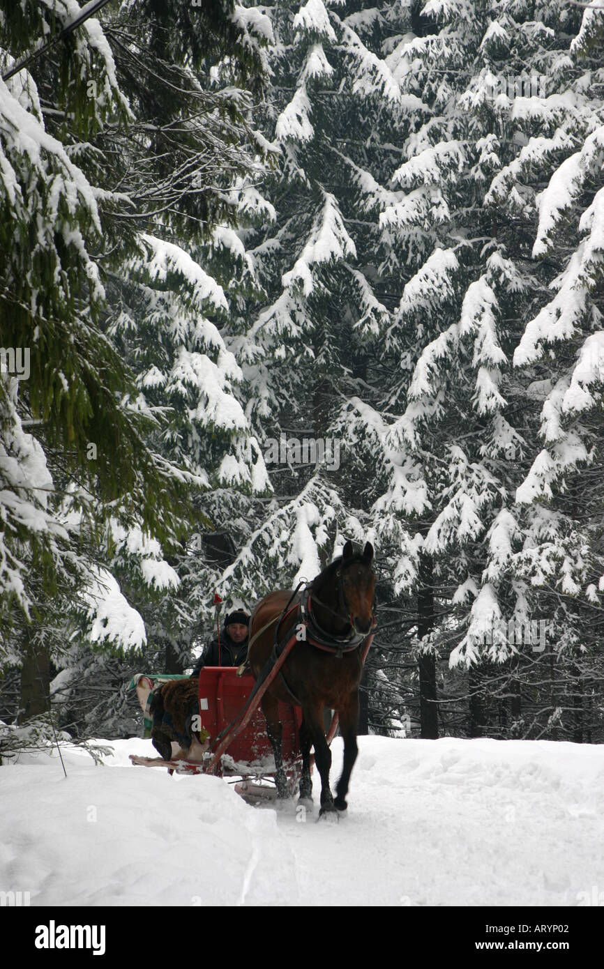 Zakopane poland winter sleigh Banque de photographies et d’images à ...