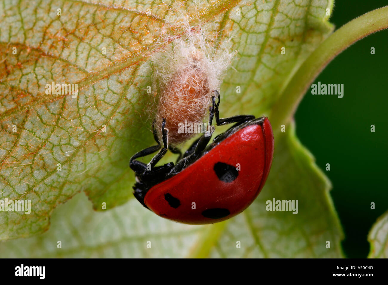 La guêpe parasite braconides Perilitus coccinellae coccinelles le cocon ...
