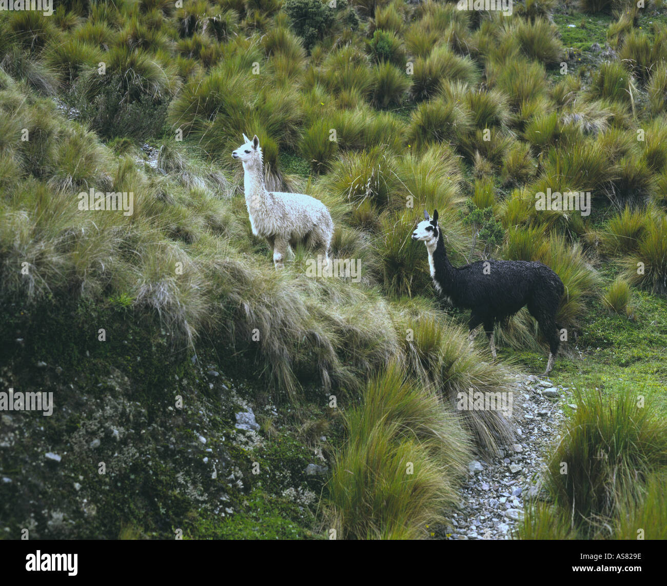 Ychu Banque de photographies et d’images à haute résolution - Alamy