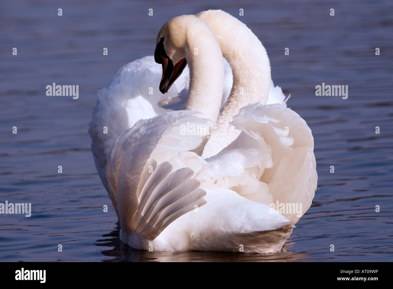 Affichage de la parade nuage cygne muet Banque de photographies et d’images à haute résolution ...