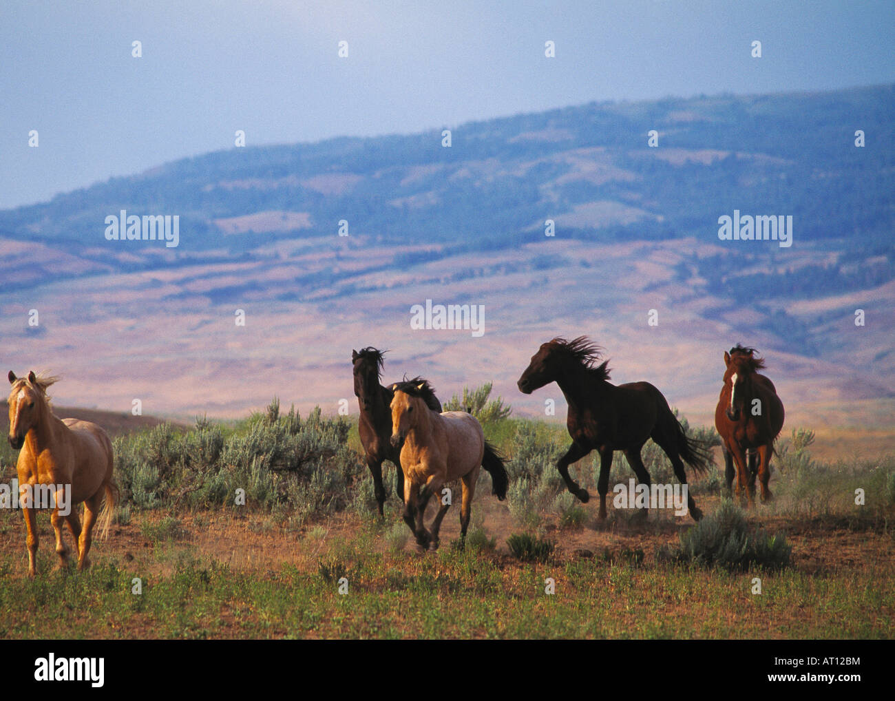 Chevaux indiens Banque de photographies et d’images à haute résolution ...